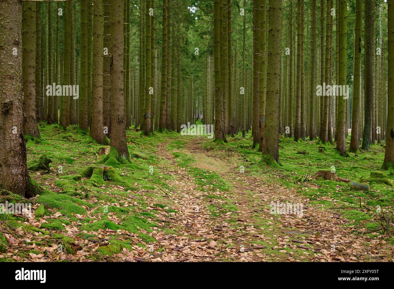 Spruce tree forest with path, Odenwald, Hesse, Germany, Europe Stock ...