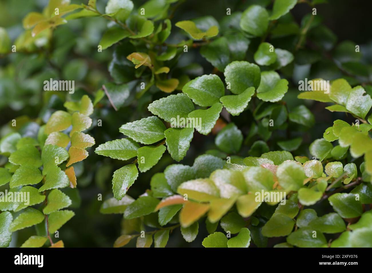 Nothofagus cunninghamii, Tasmania Stock Photo - Alamy