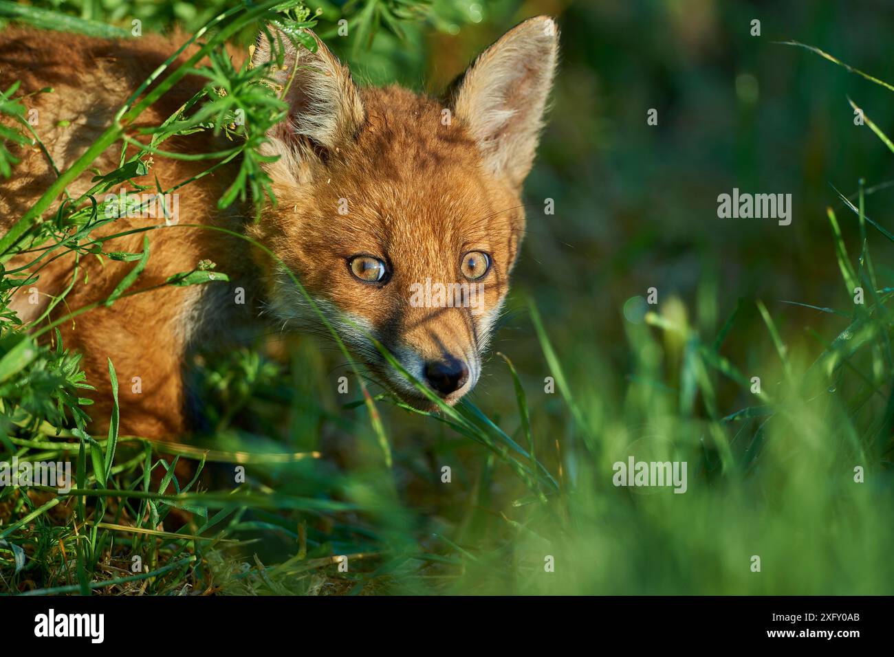 Red Fox (Vulpes vulpes), young fox, Germany, Europe Stock Photo - Alamy
