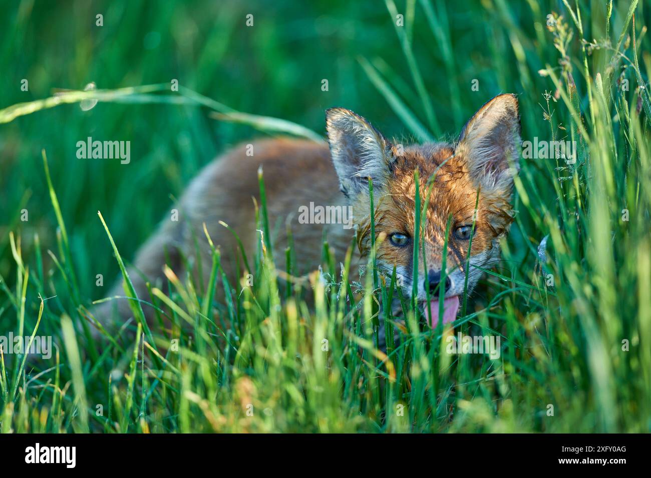 Red Fox (Vulpes vulpes), young fox, Germany, Europe Stock Photo - Alamy