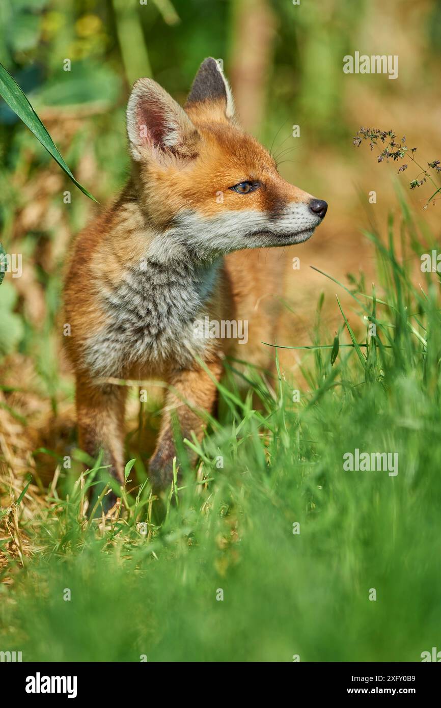 Red Fox (Vulpes vulpes), young fox, Germany, Europe Stock Photo - Alamy