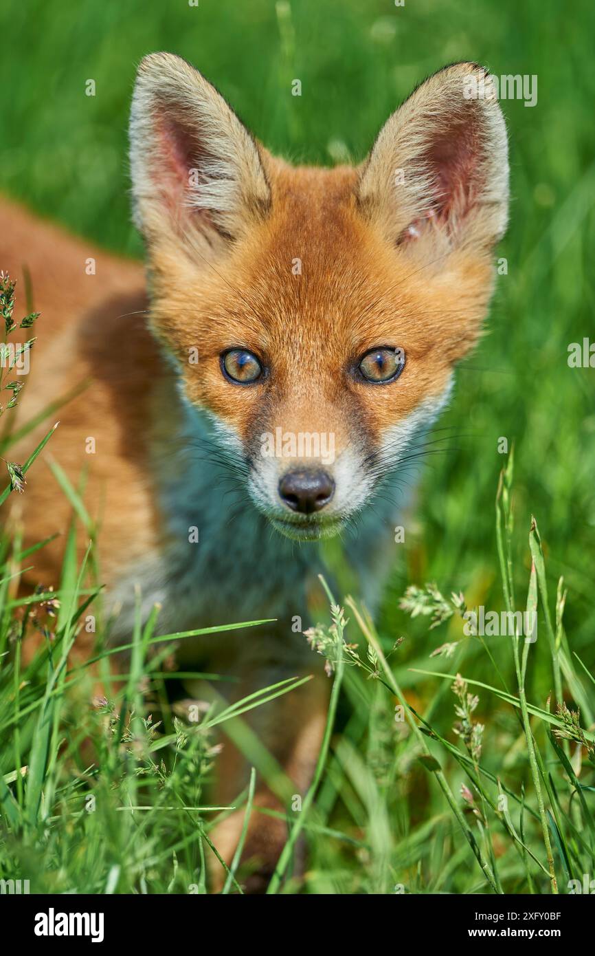 Red Fox (Vulpes vulpes), young fox, Germany, Europe Stock Photo - Alamy