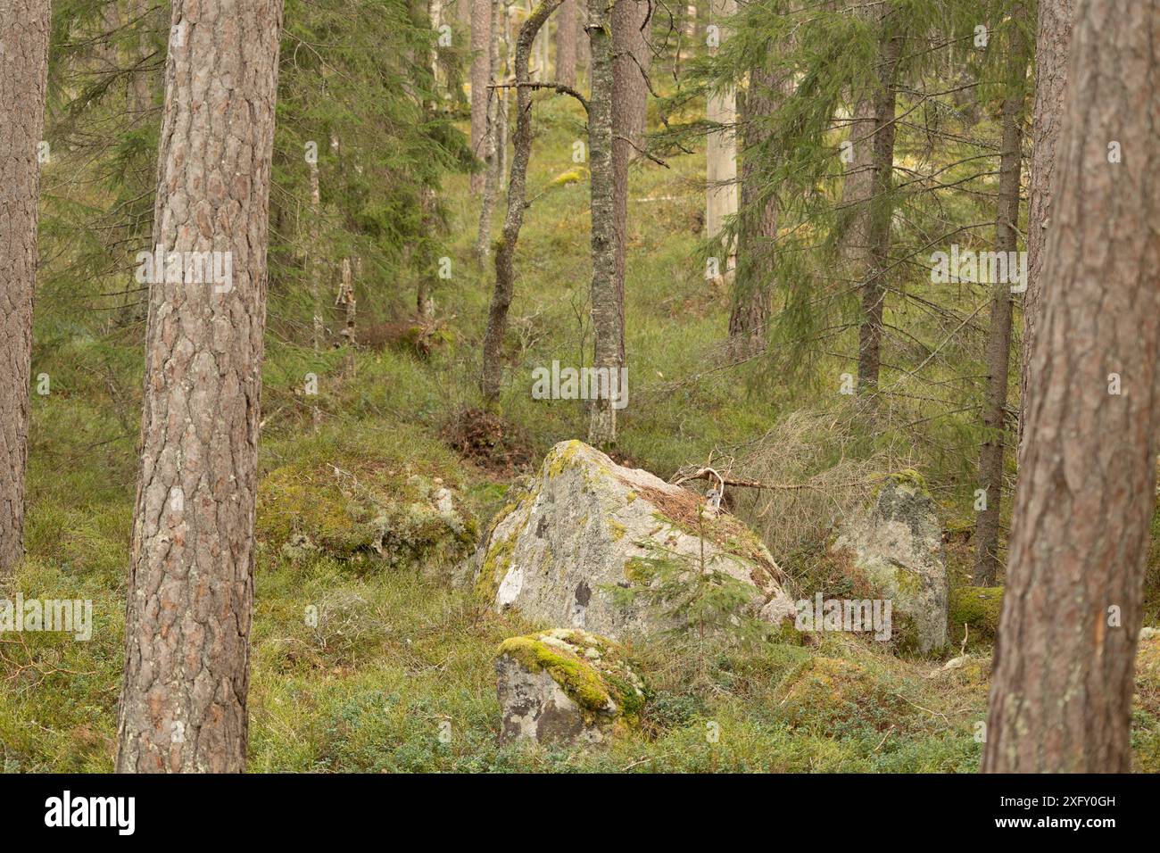 Huge stone boulders in the Swedish forest with moss and lichen. Natural ...