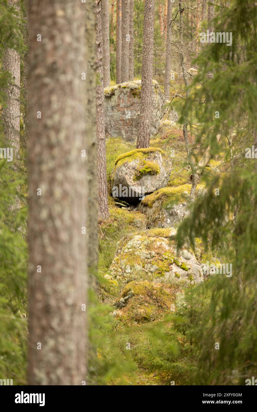 Huge stone boulders in the Swedish forest with moss and lichen. Natural ...