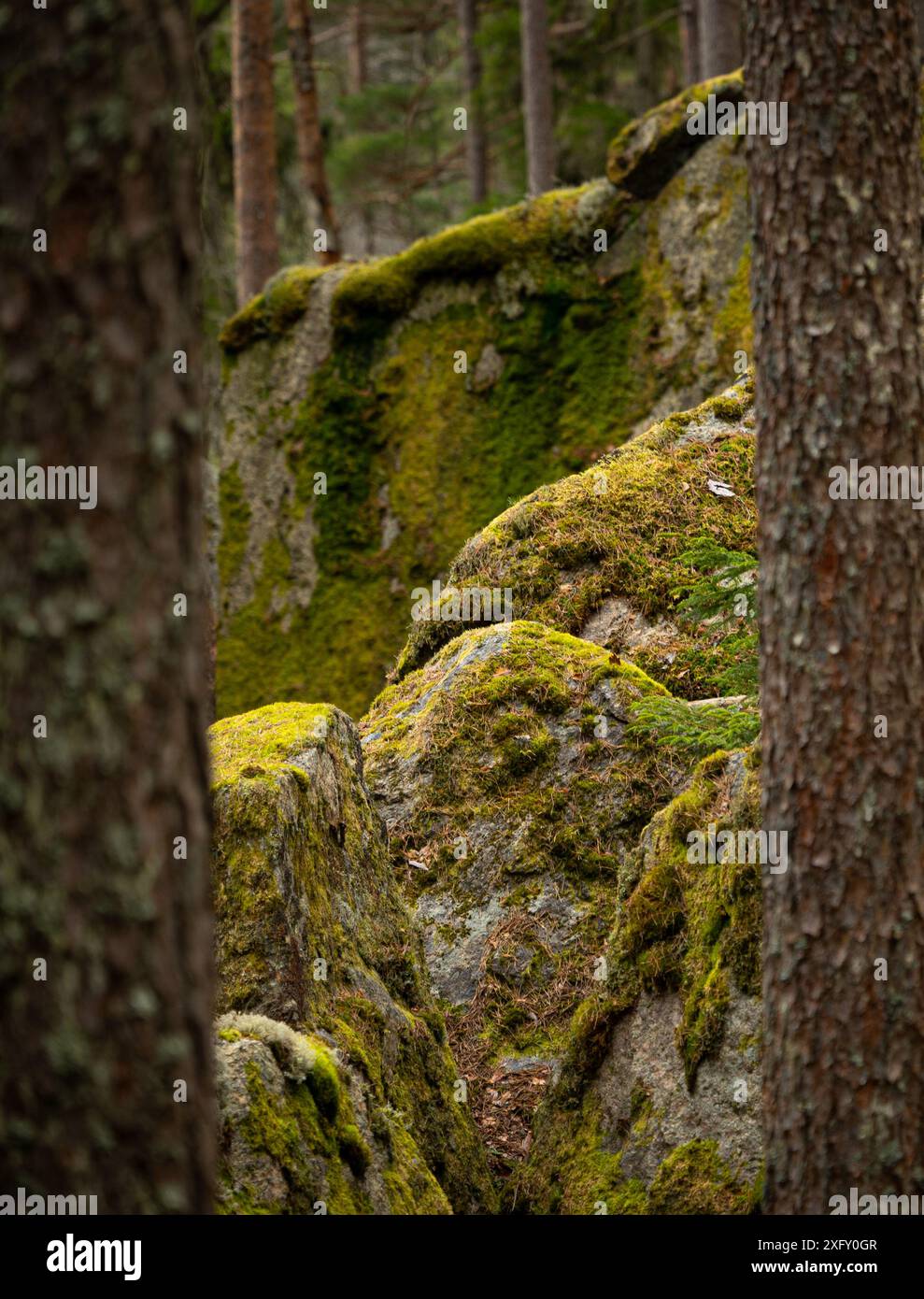 Huge stone boulders in the Swedish forest with moss and lichen. Natural ...