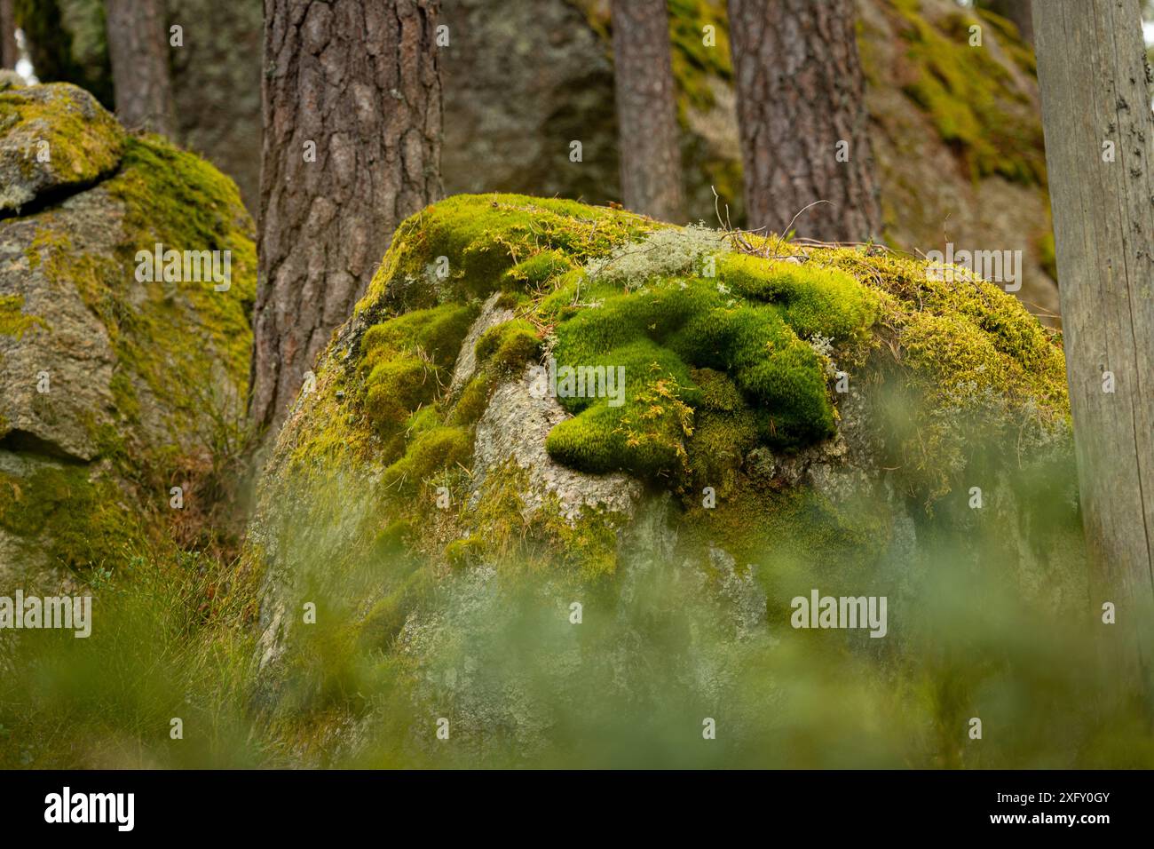 Huge stone boulders in the Swedish forest with moss and lichen. Natural ...