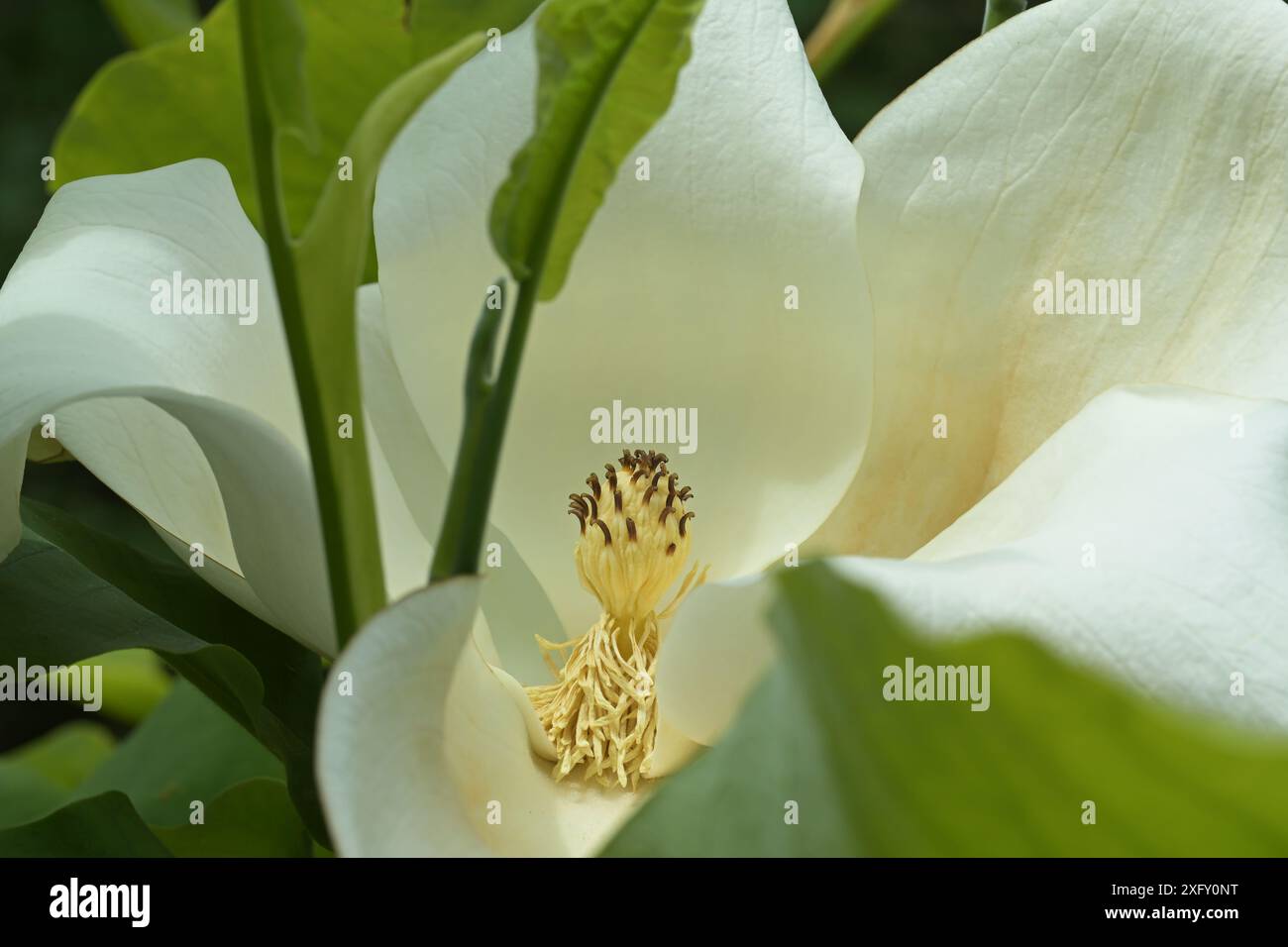 Magnolia ashei hi-res stock photography and images - Alamy