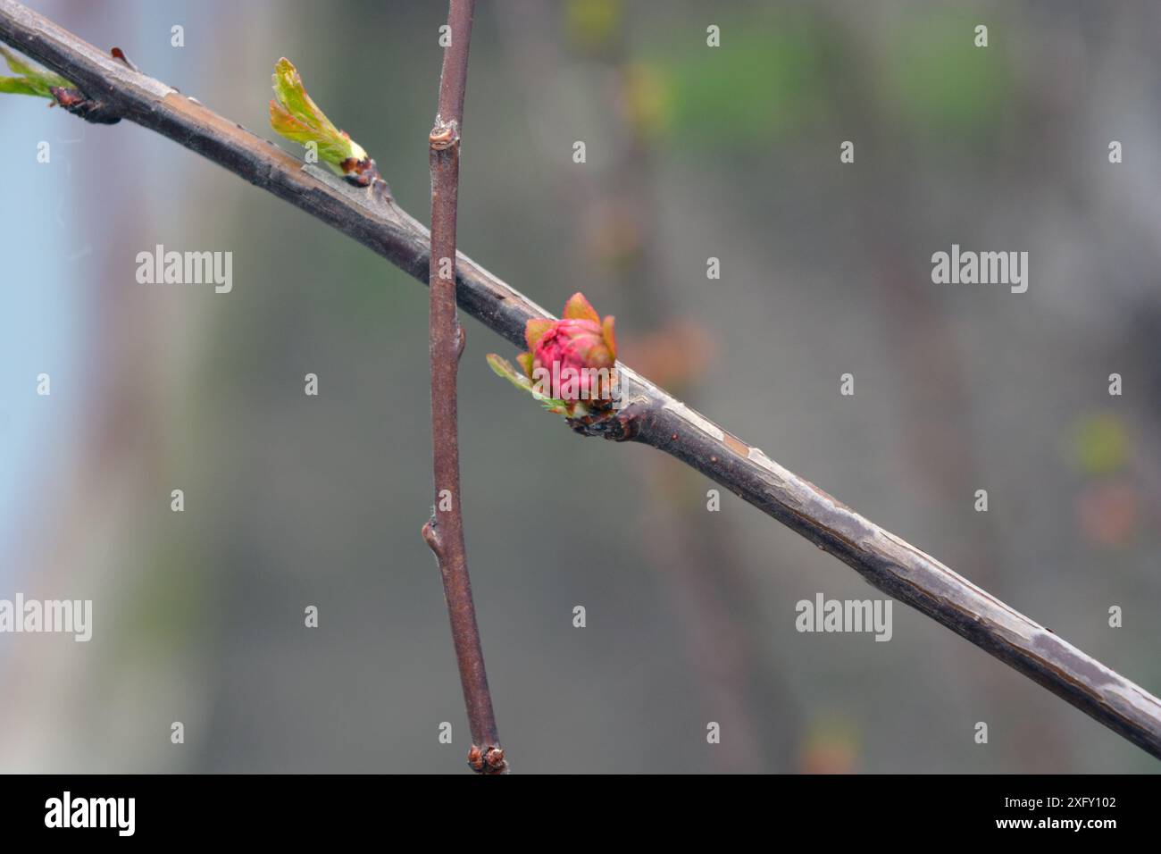 Beautiful nature, plants and flowers growing in spring. Small pink buds ...