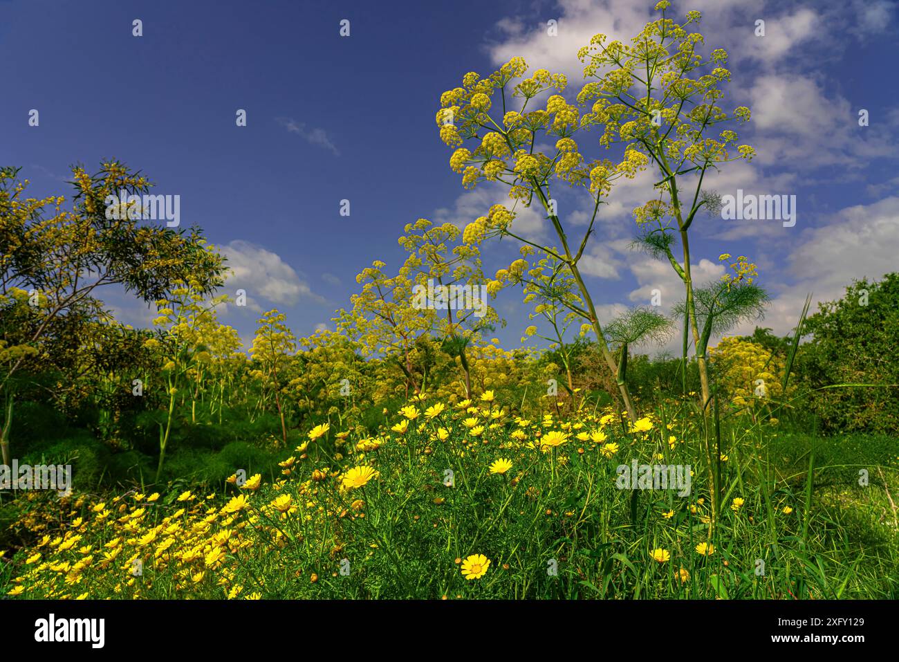 Botany, City Kingdom of Salamis, Northern Cyprus Stock Photo - Alamy