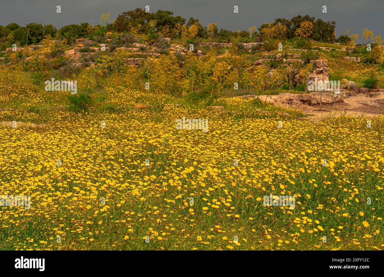 Botany, City Kingdom of Salamis, Northern Cyprus Stock Photo - Alamy