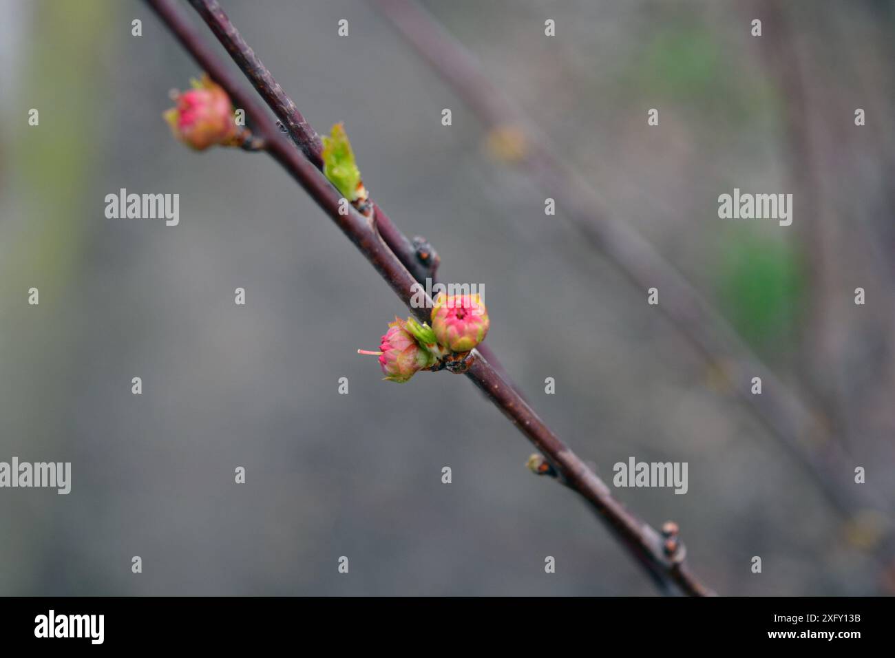 Beautiful nature, plants and flowers growing in spring. Small pink buds ...