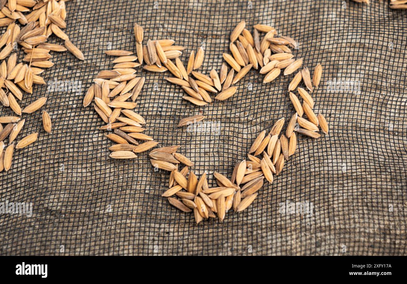 Unhulled rice grains are spread out on a dark-colored mesh surface ...