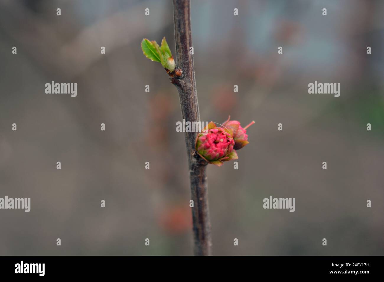 Beautiful nature, plants and flowers growing in spring. Small pink buds ...