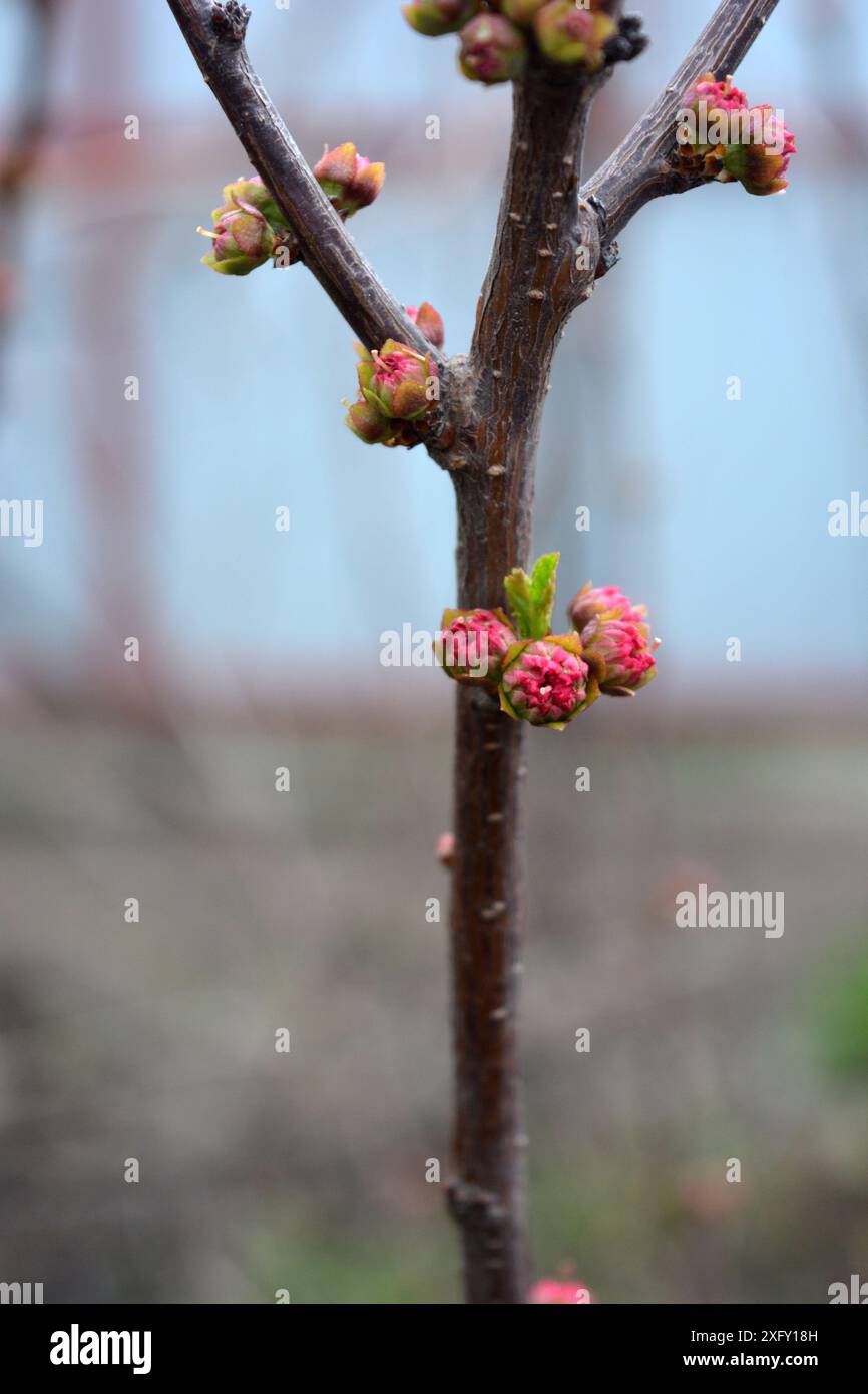 Beautiful nature, plants and flowers growing in spring. Small pink buds ...