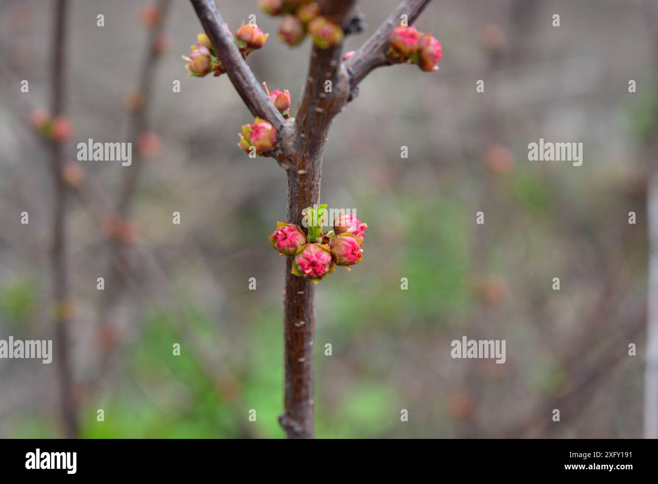 Beautiful nature, plants and flowers growing in spring. Small pink buds ...