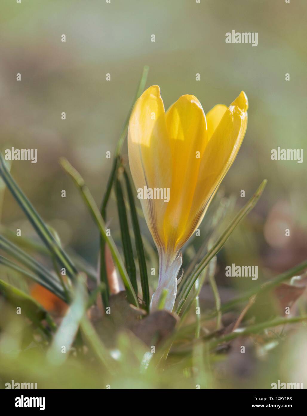 Yellow flower on unfocused hi-res stock photography and images - Alamy