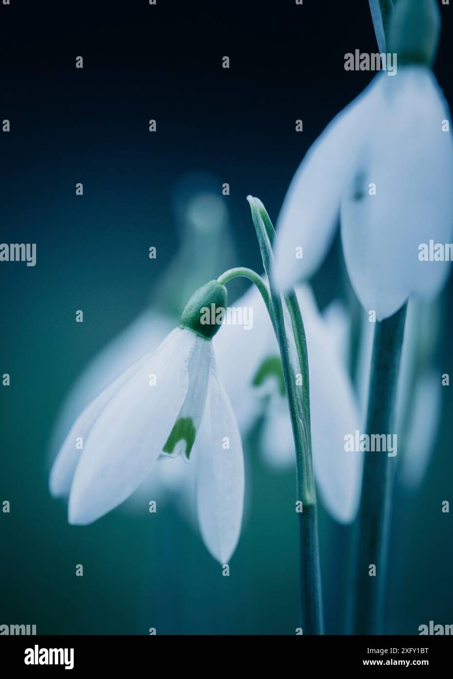 Soft white snowdrops blossom hi-res stock photography and images - Alamy
