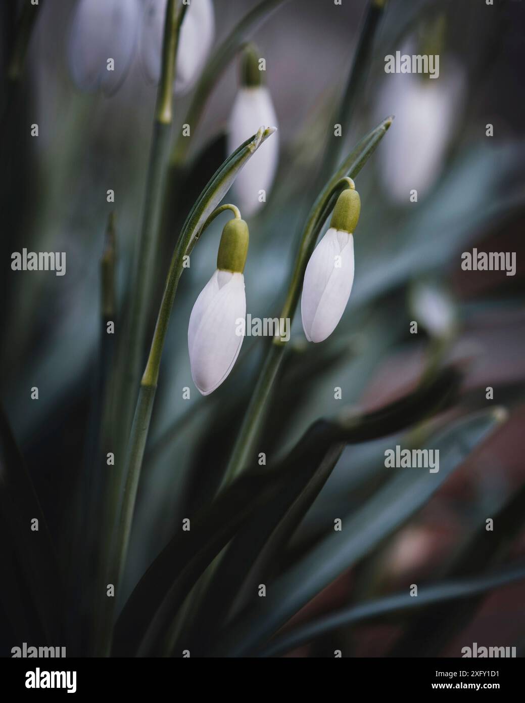 Soft white snowdrops blossom hi-res stock photography and images - Alamy