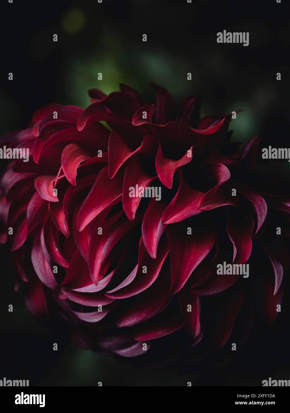 Dark red dahlia, close-up in the dahlia garden Stock Photo - Alamy