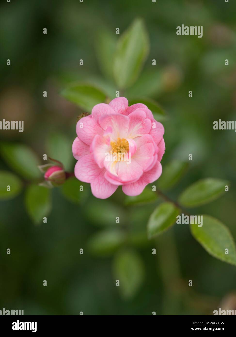 Pink rose bud top view hi-res stock photography and images - Alamy