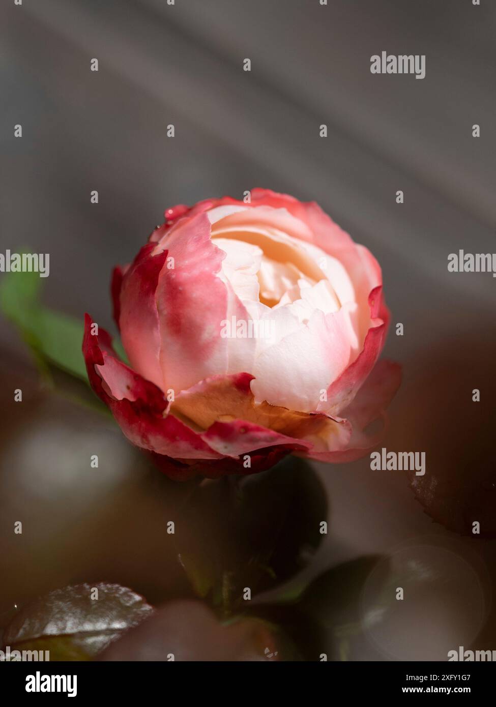 Red rose bud in garden hi-res stock photography and images - Alamy