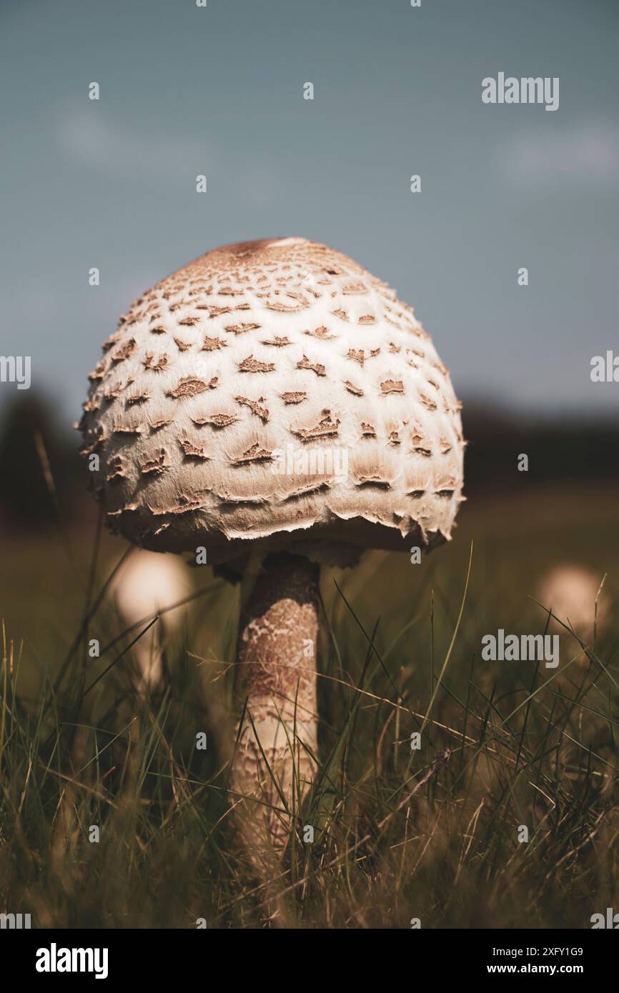 Common giant umbrella mushroom or giant mushroom, macro photo in nature ...