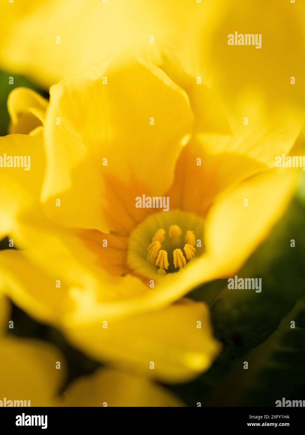 Single yellow primrose flower hi-res stock photography and images - Alamy