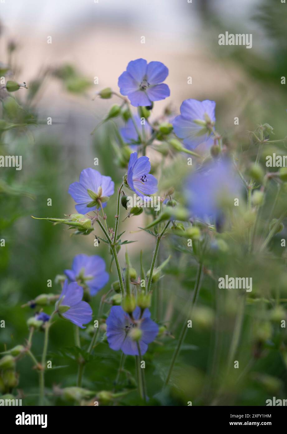 Close up meadow cranesbill hi-res stock photography and images - Alamy