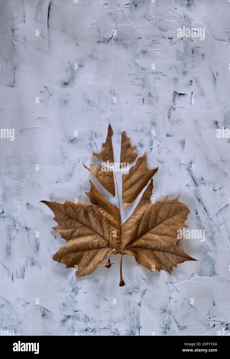An autumn brown tree leaf, broken into pieces on a white texture ...