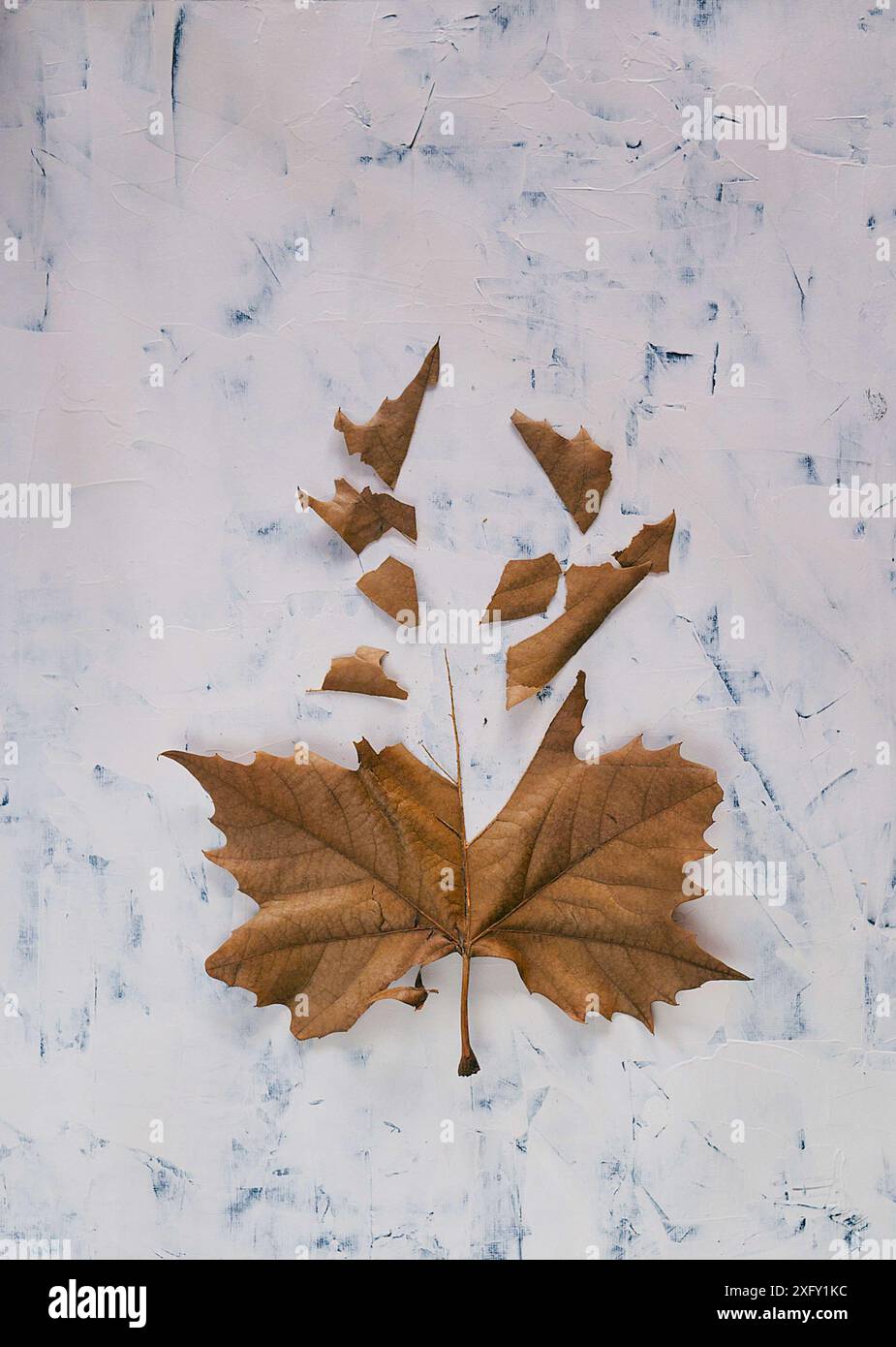 An autumn brown tree leaf, broken into pieces on a white texture ...