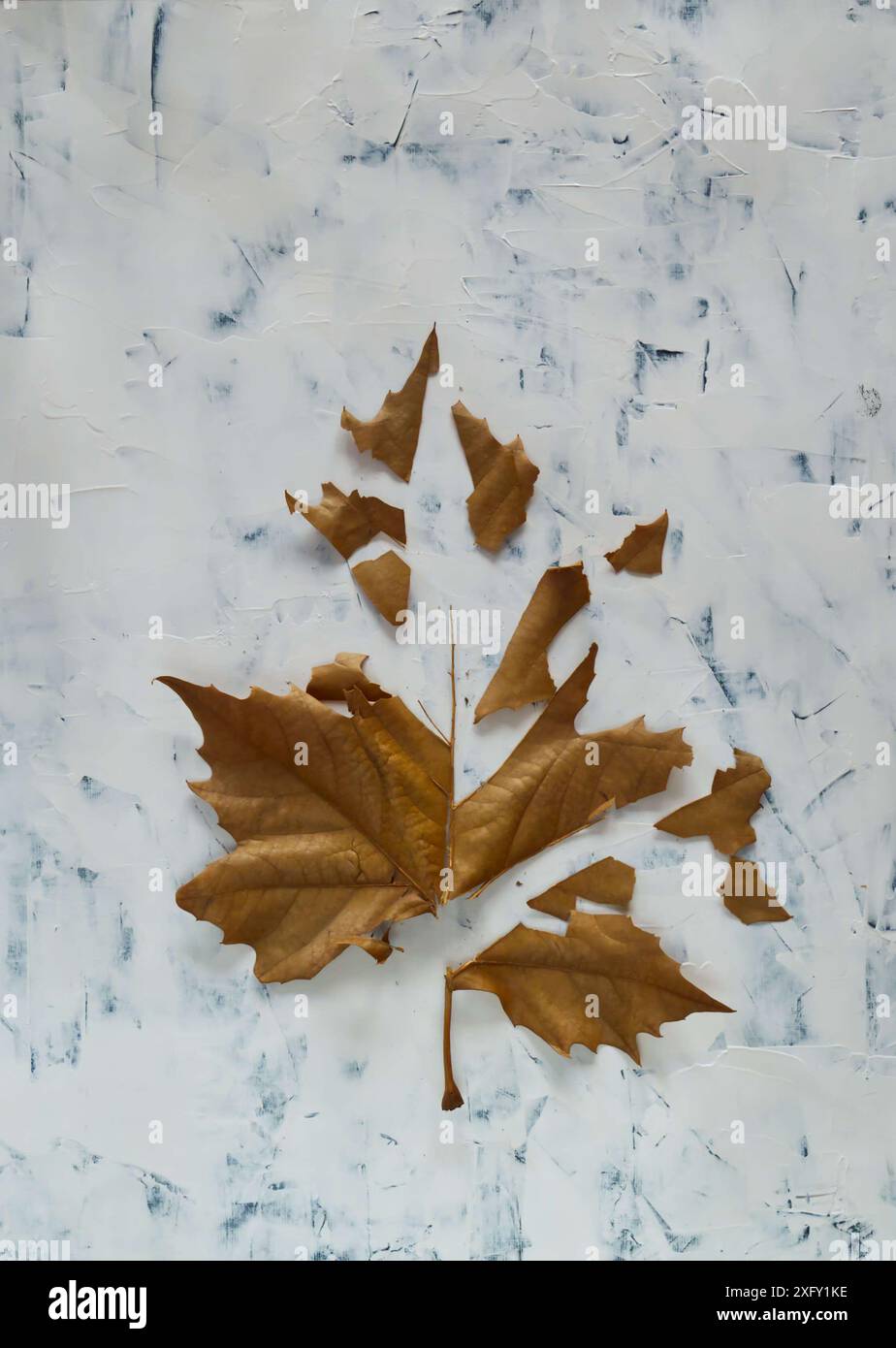 An autumn brown tree leaf, broken into pieces on a white texture ...