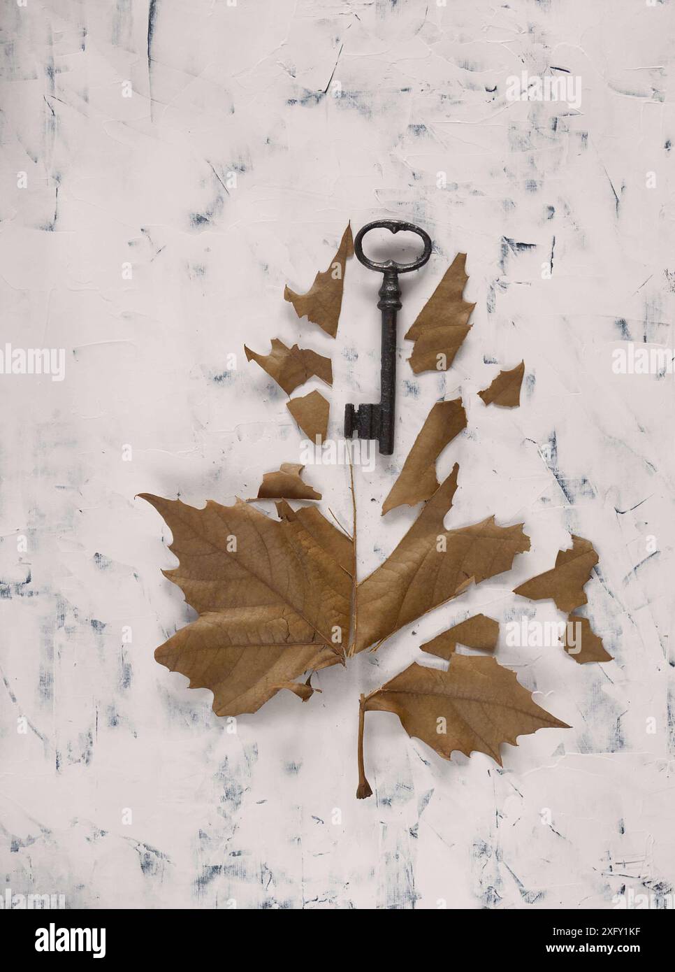 An autumn brown tree leaf, broken into pieces on a white texture ...