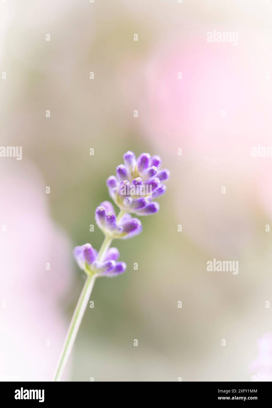 Macro garden shot hi-res stock photography and images - Alamy