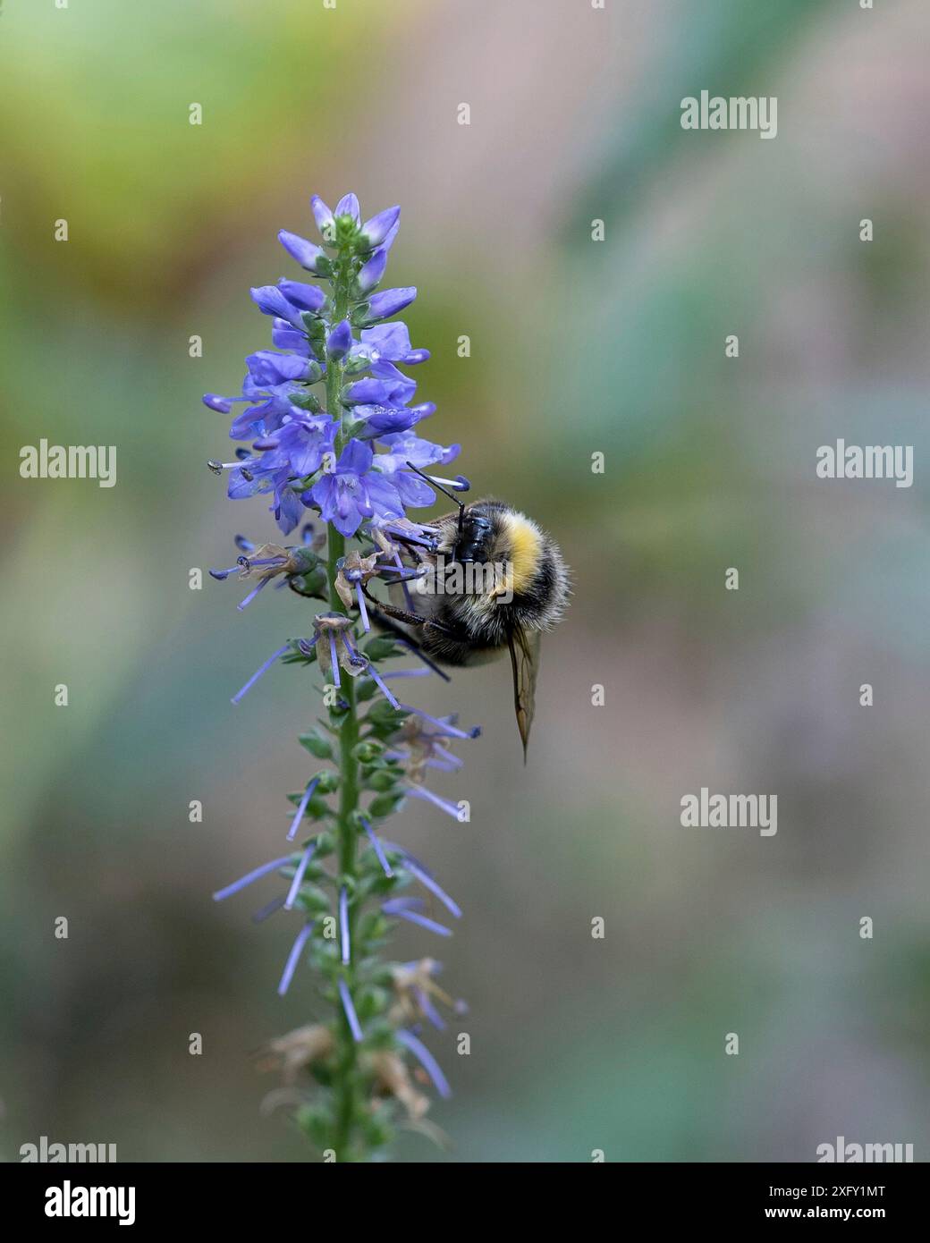 Bumblebee in garden on beautiful hi-res stock photography and images ...