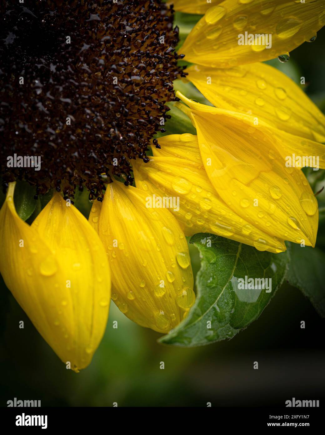 Raindrops on a sunflower hi-res stock photography and images - Alamy