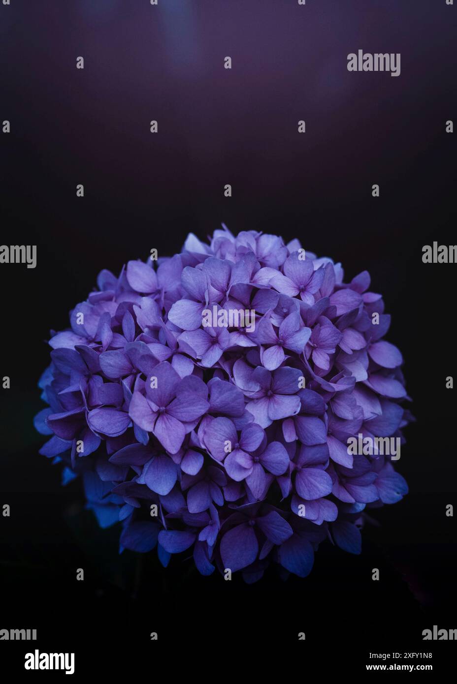 Purple garden hydrangea, close-up in the flower garden Stock Photo - Alamy