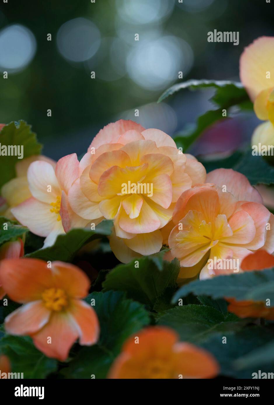Begonias in garden hi-res stock photography and images - Alamy