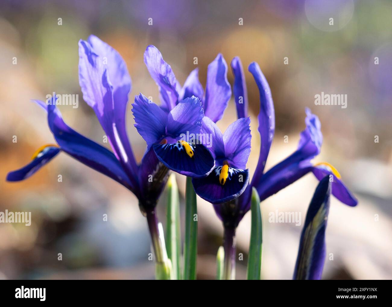 Two reticulated irises hi-res stock photography and images - Alamy