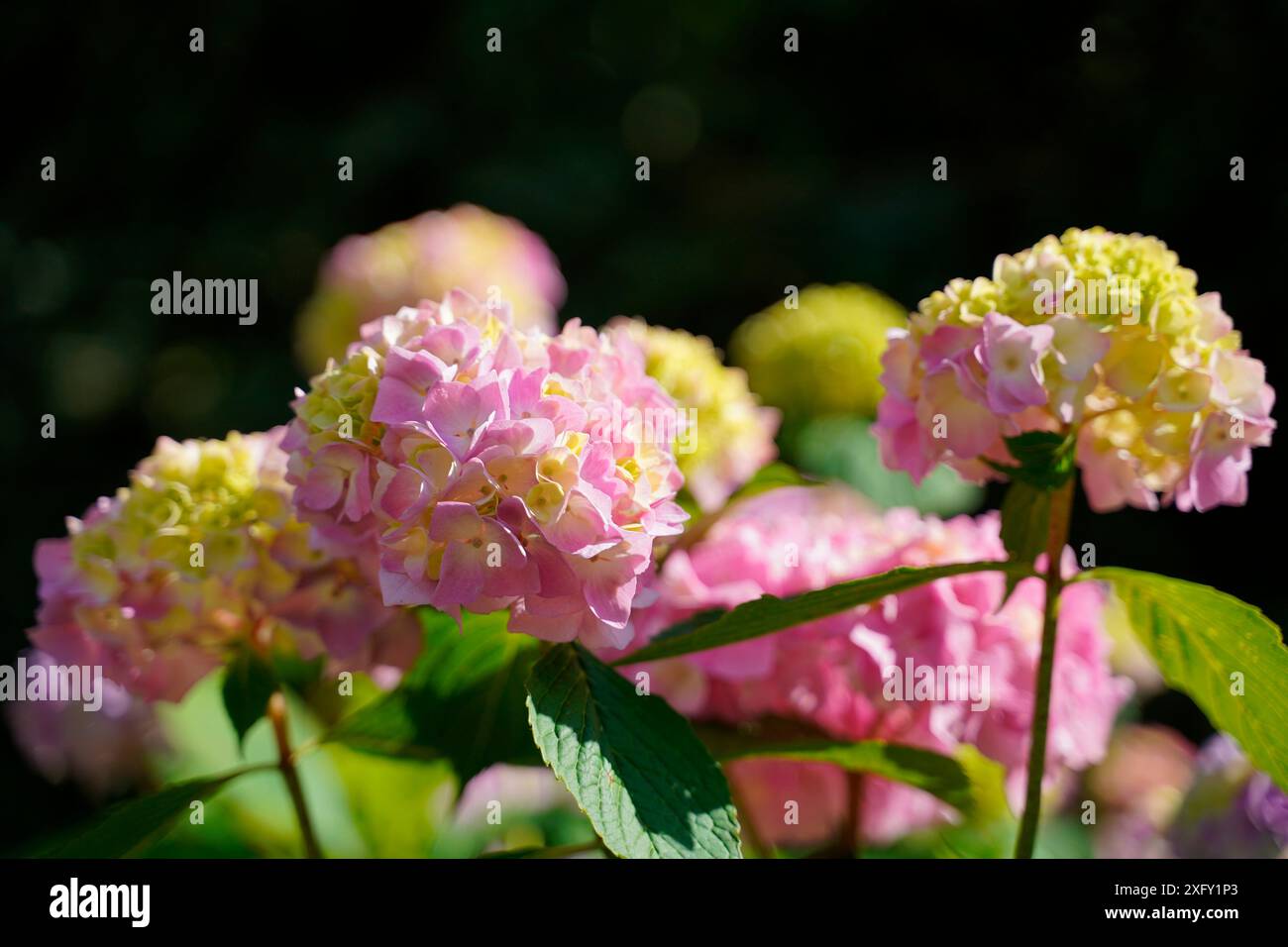 Pink, yellow garden hydrangea, close-up in the flower garden Stock ...
