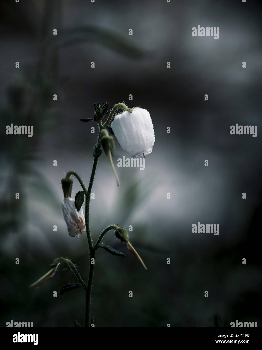 Irish heather hi-res stock photography and images - Alamy