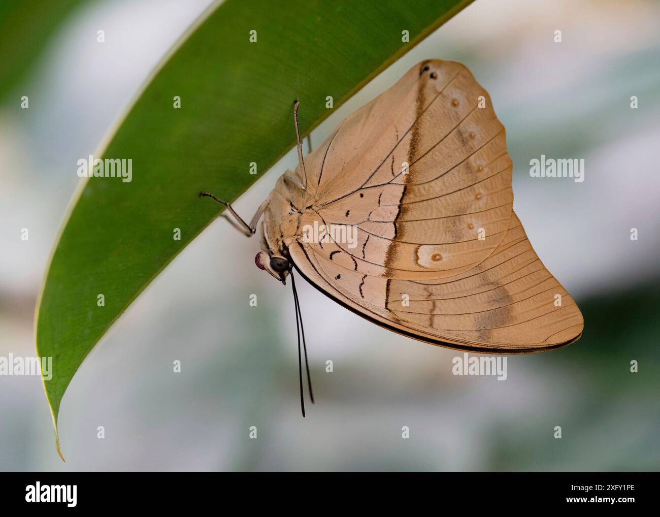 Blue butterfly photograph hi-res stock photography and images - Alamy