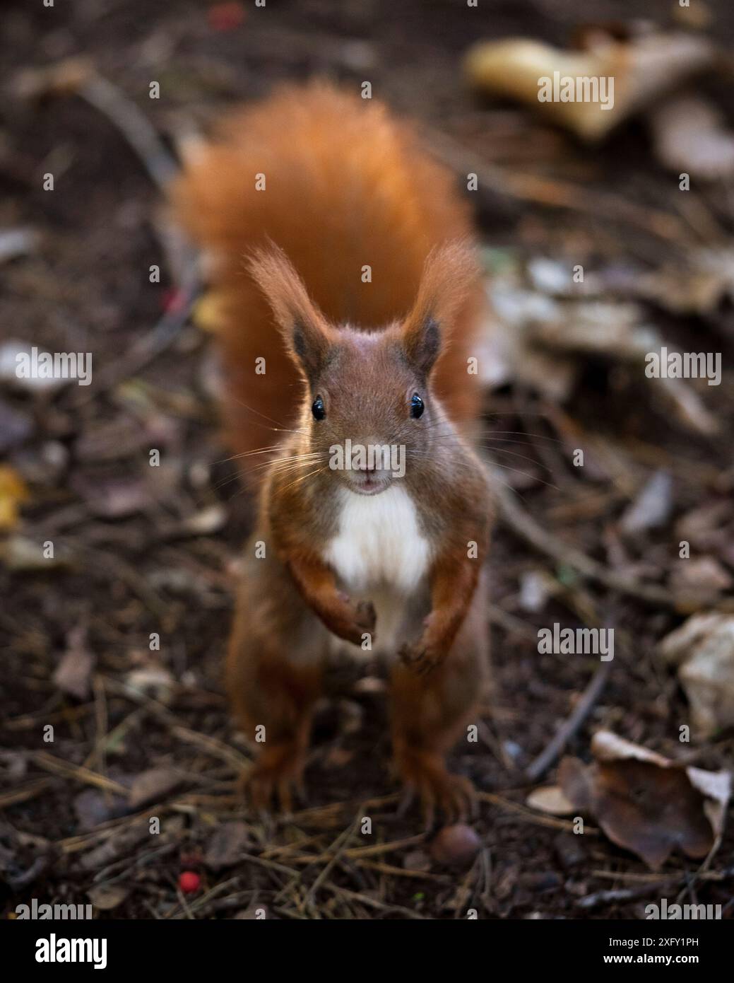 Curious squirrels hi-res stock photography and images - Alamy