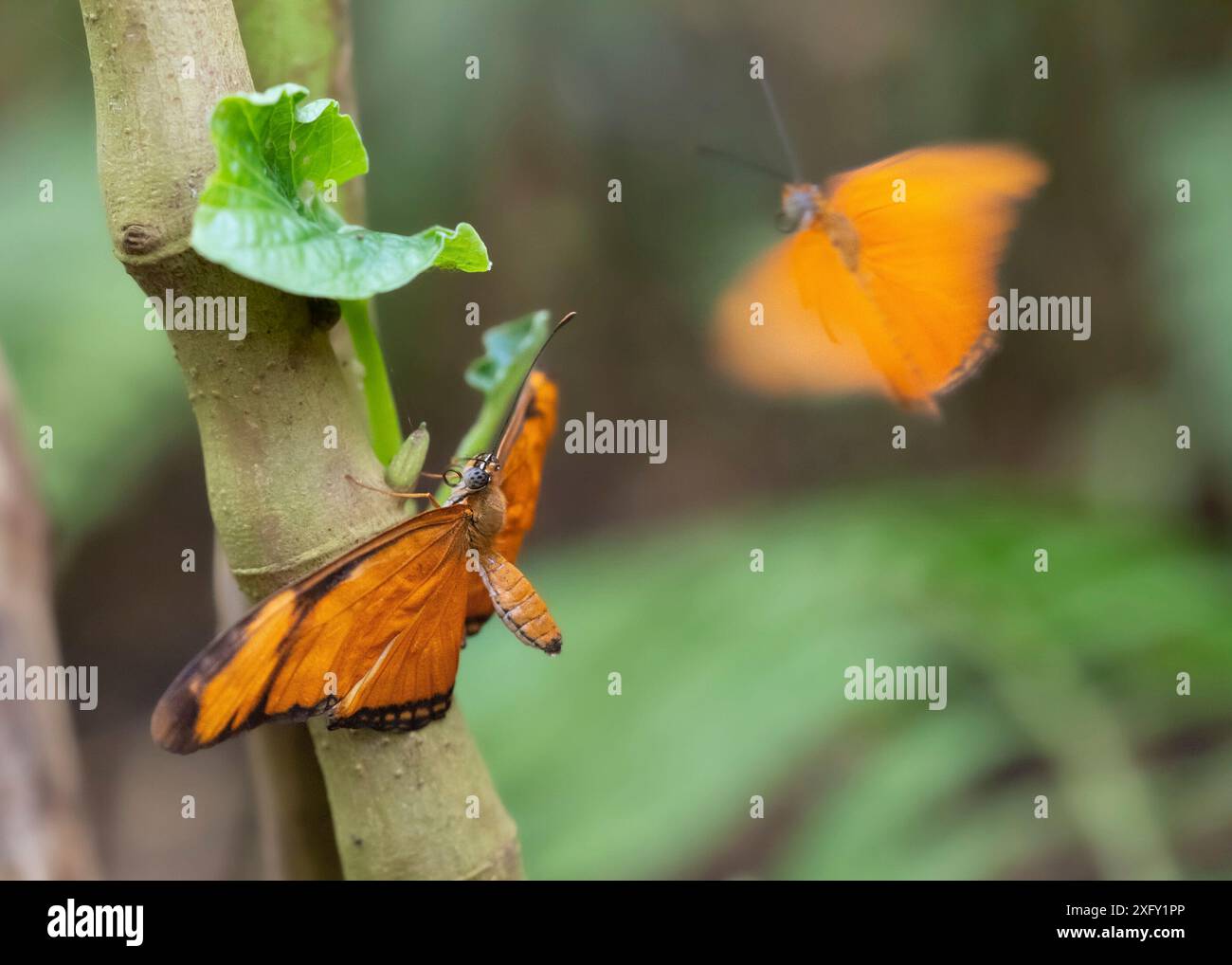 Macro photograph of two butterflies in a butterfly park hi-res stock ...
