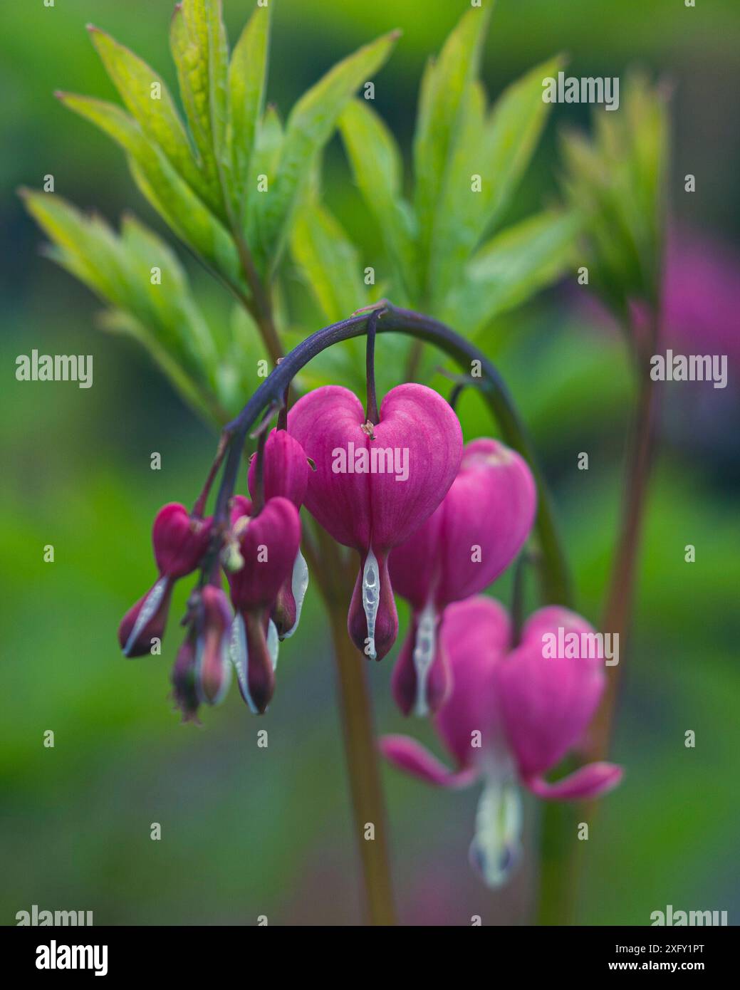 Weeping flower hi-res stock photography and images - Alamy