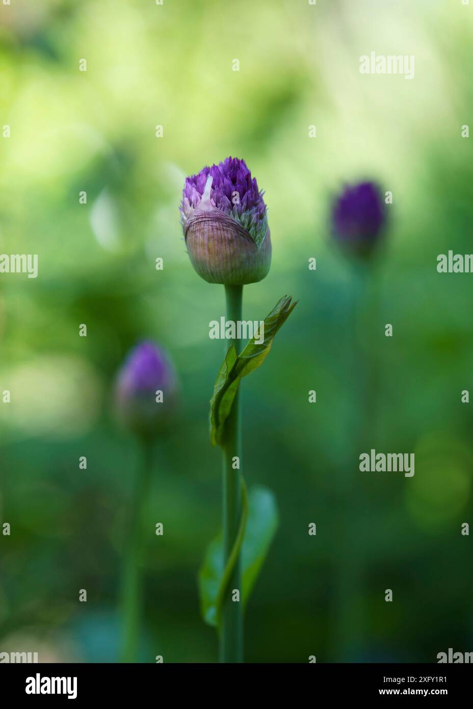 Bud of a giant leek, close-up in the flower garden Stock Photo - Alamy