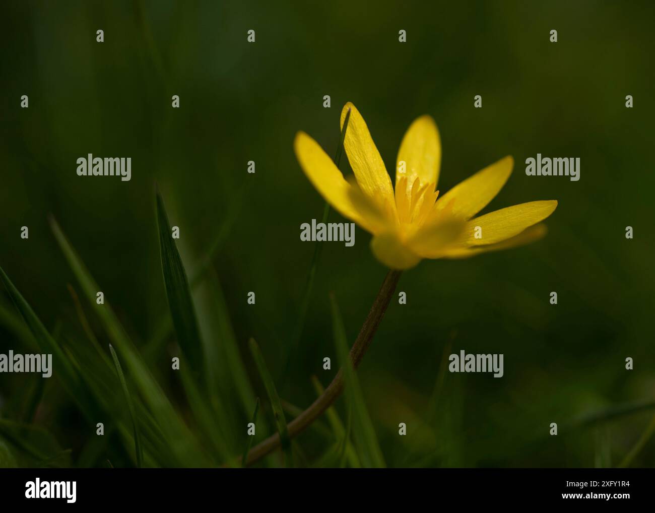 Yellow lesser celandine, close-up in the flower garden Stock Photo - Alamy