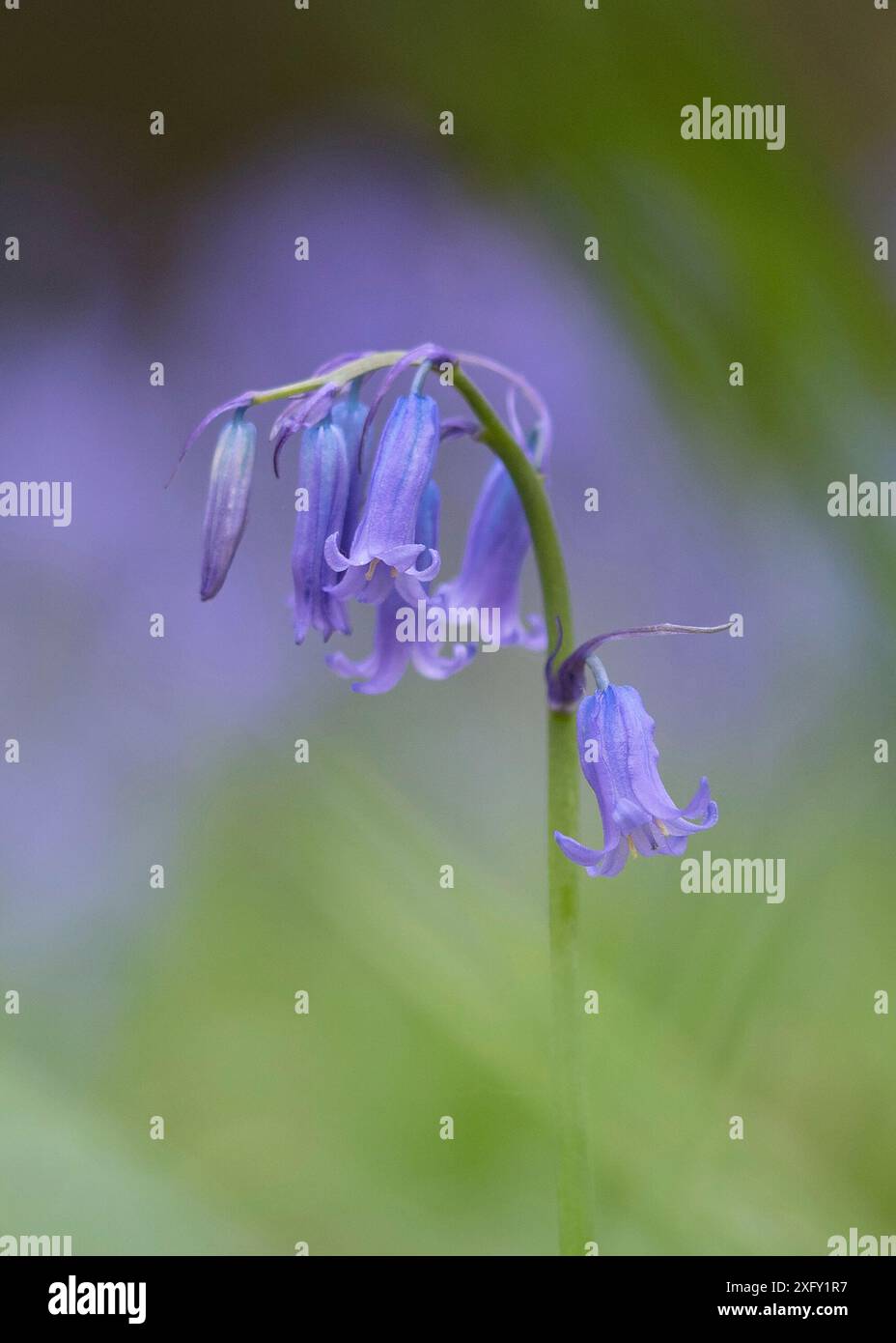 Purple Atlantic bluebell, close-up in the forest Stock Photo - Alamy
