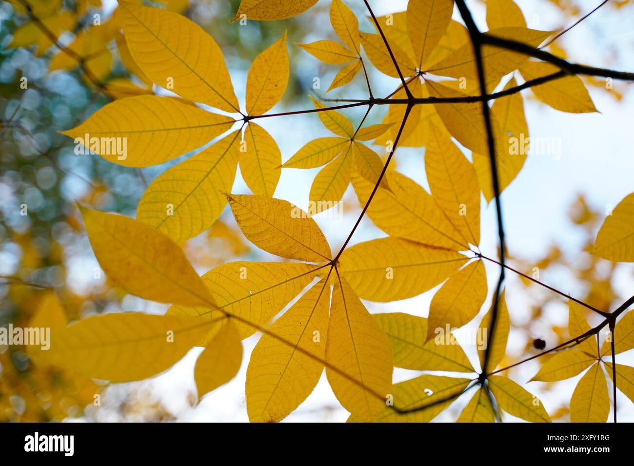 Autumn leaves of the Ohio horse chestnut hanging on a branch; close-up ...