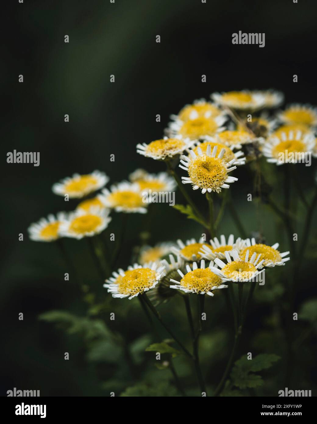 Beautiful shot part garden hi-res stock photography and images - Alamy