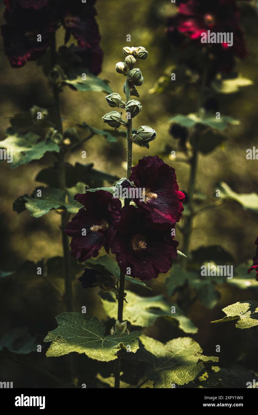 Dark red common hollyhock hi-res stock photography and images - Alamy
